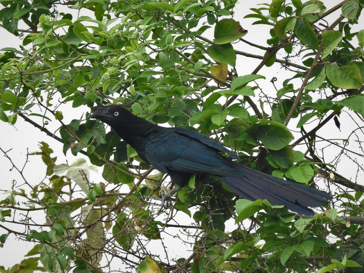 Crotophaga major – Asociación Ornitológica del Huila – ASORHUI