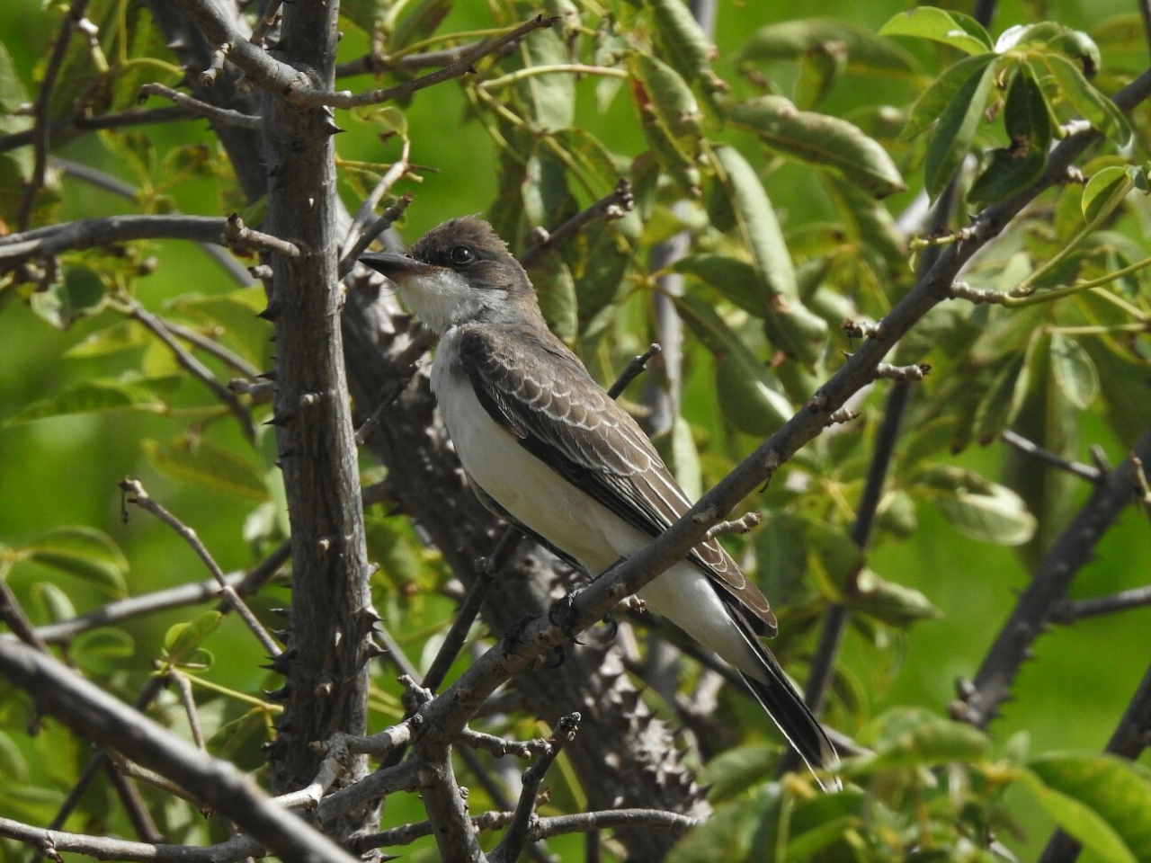 Tyrannus tyrannus – Asociación Ornitológica del Huila – ASORHUI