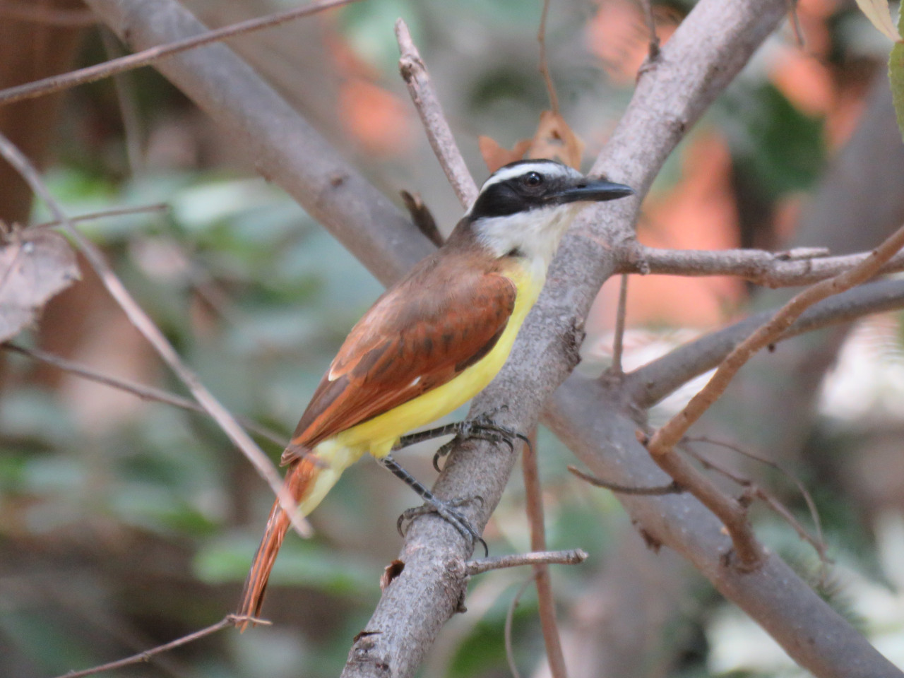 Pitangus sulphuratus – Asociación Ornitológica del Huila – ASORHUI