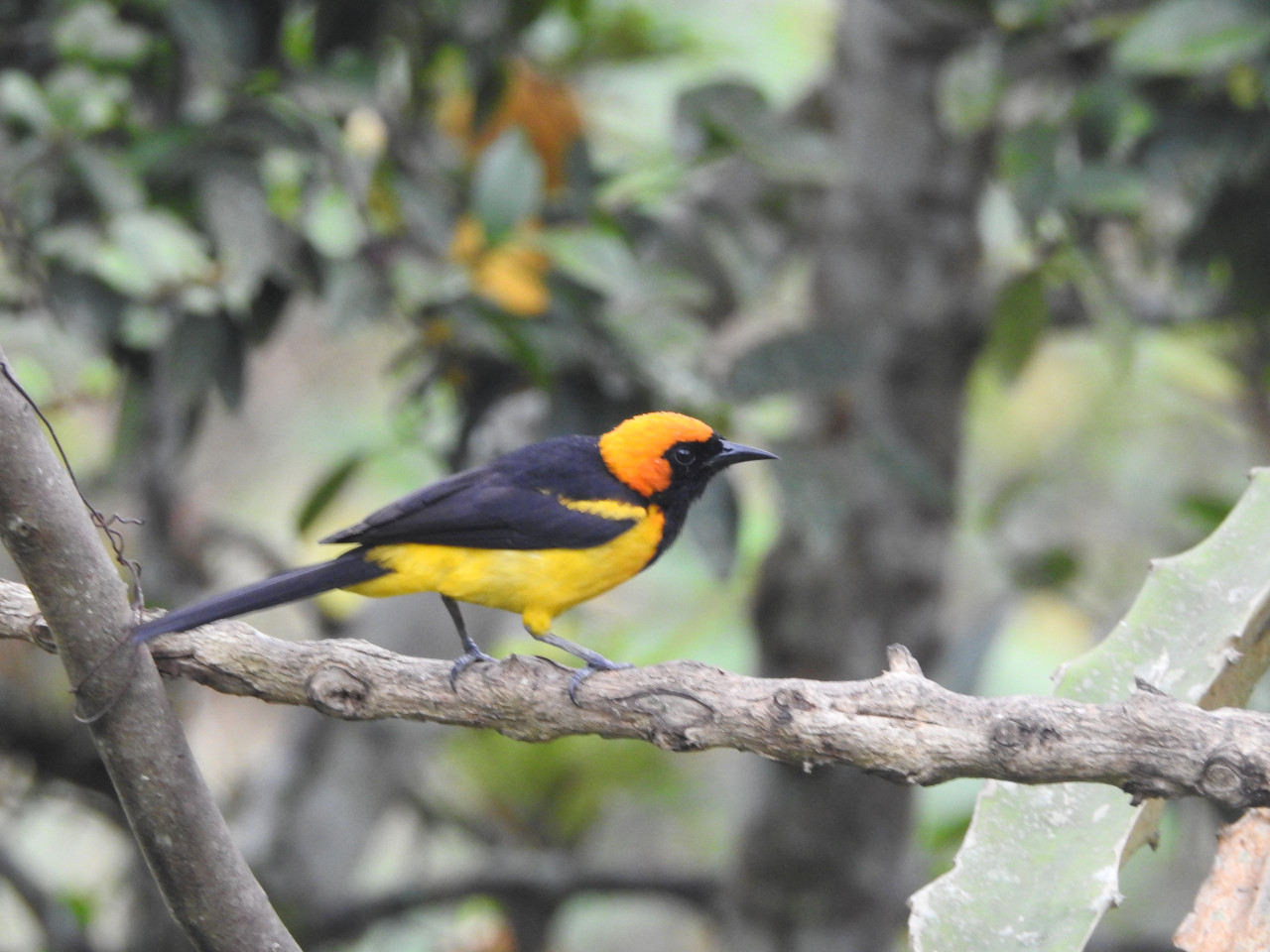 Icterus auricapillus – Asociación Ornitológica del Huila – ASORHUI