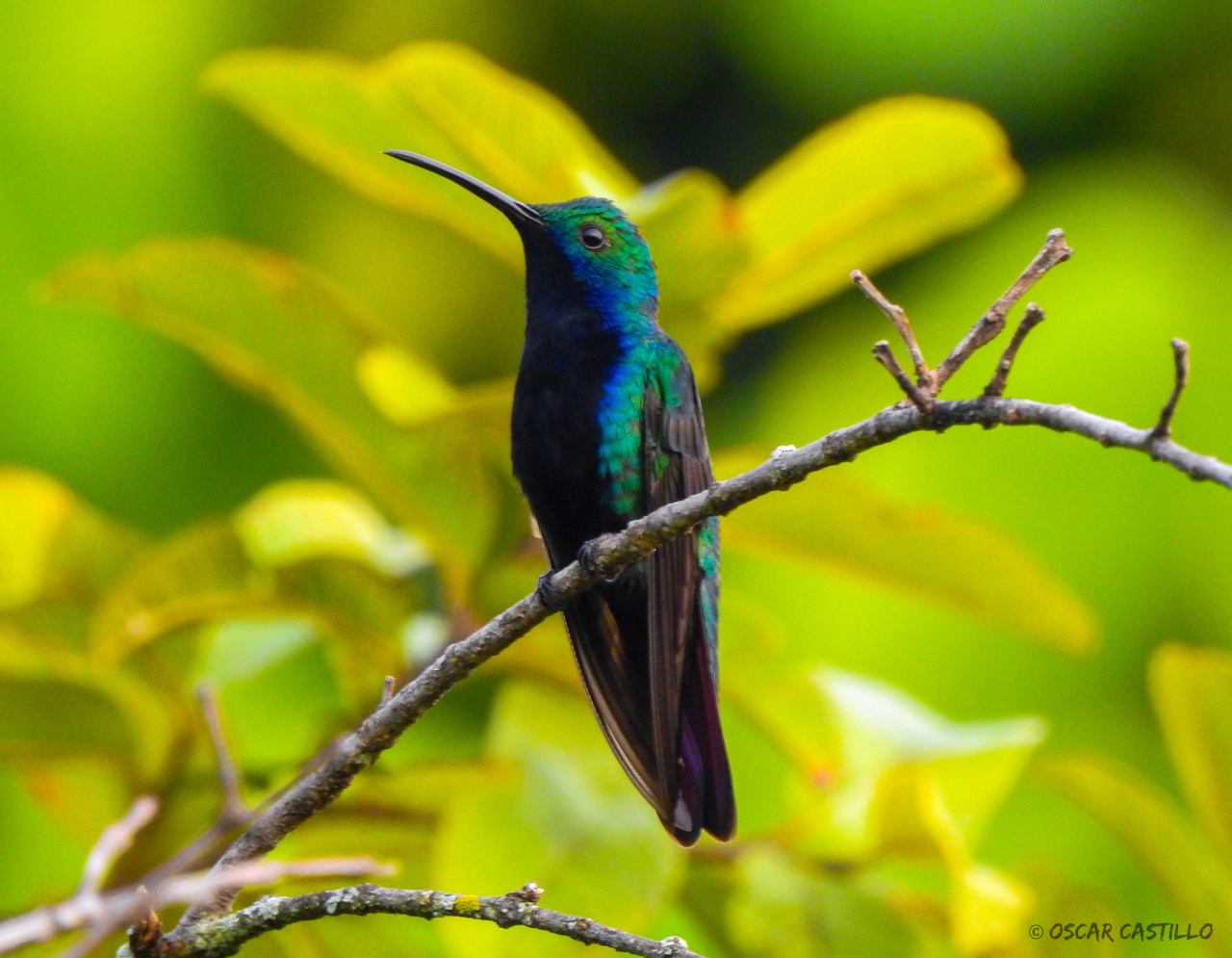 Anthracothorax nigricollis – Asociación Ornitológica del Huila – ASORHUI