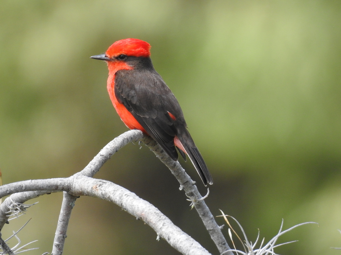 Pyrocephalus rubinus – Asociación Ornitológica del Huila – ASORHUI