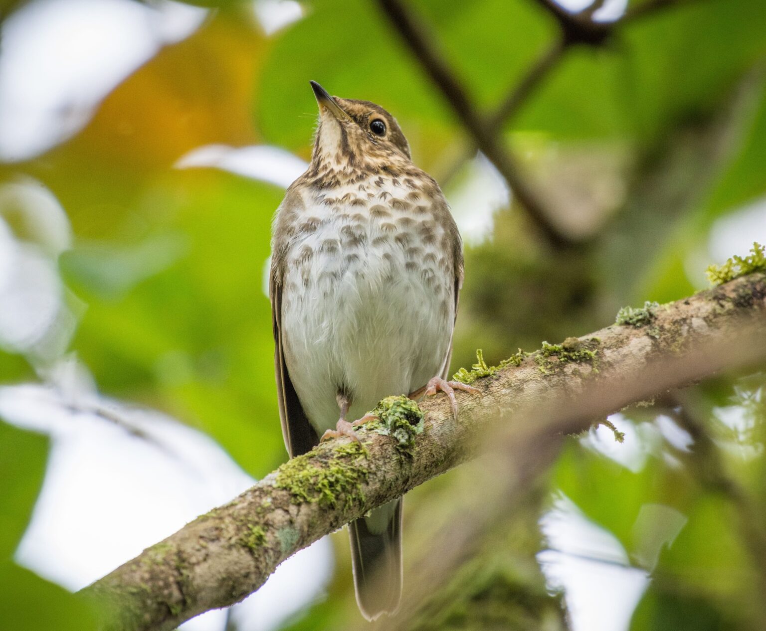 Catharus ustulatus – Asociación Ornitológica del Huila – ASORHUI