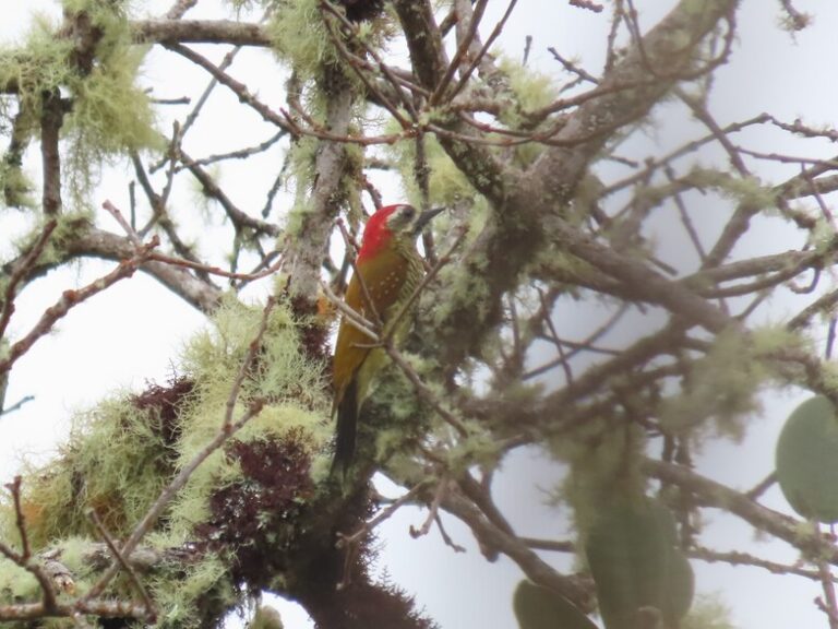 Dryobates dignus – Asociación Ornitológica del Huila – ASORHUI